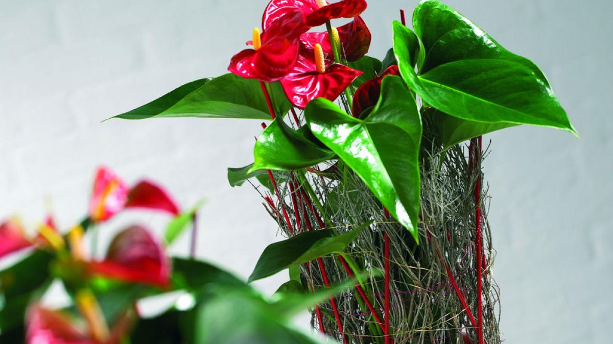 10 Nemme Stueplanter Til Dem Der Ikke Har Gr nne Fingre Samvirke 10 Nemme Stueplanter Til Dem Der Ikke Har Gr nne Fingre Samvirke