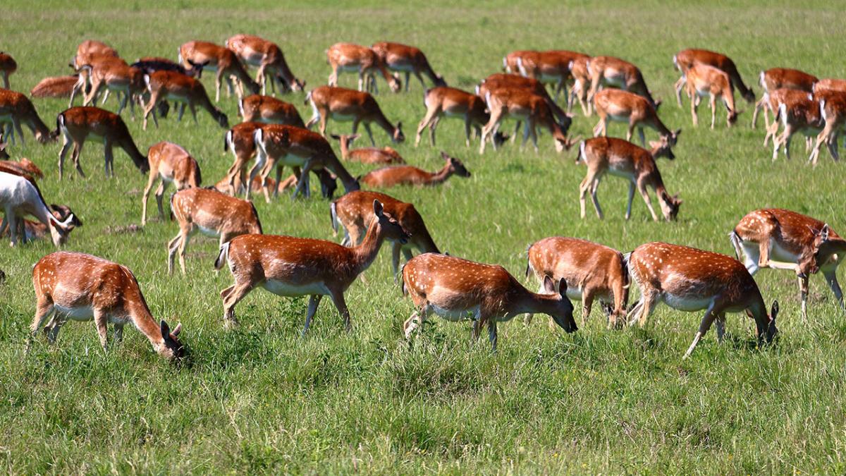 Er hjortekød magert? | Samvirke