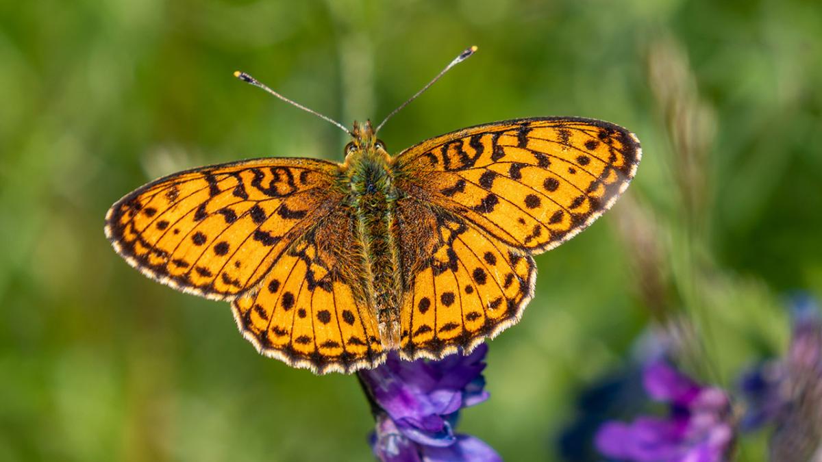 Mød 8 truede og flotte sommerfugle i den danske natur | Samvirke