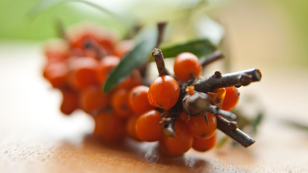 Sådan plukker du havtorn langs den danske kyst | Samvirke
