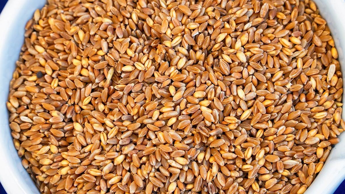 Hvordan opbevarer jeg de kogte kerner? | Samvirke