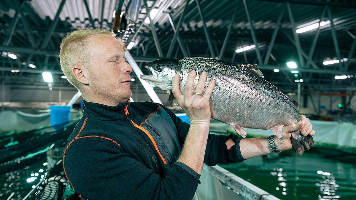 I Hirtshals bliver millioner af laks opdrættet – på land | Samvirke