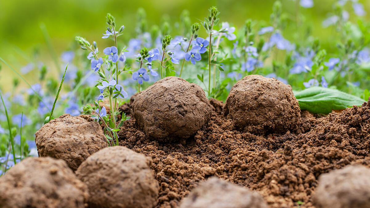 Grønt råd: Kast frøbomber og skab mere vild natur | Samvirke