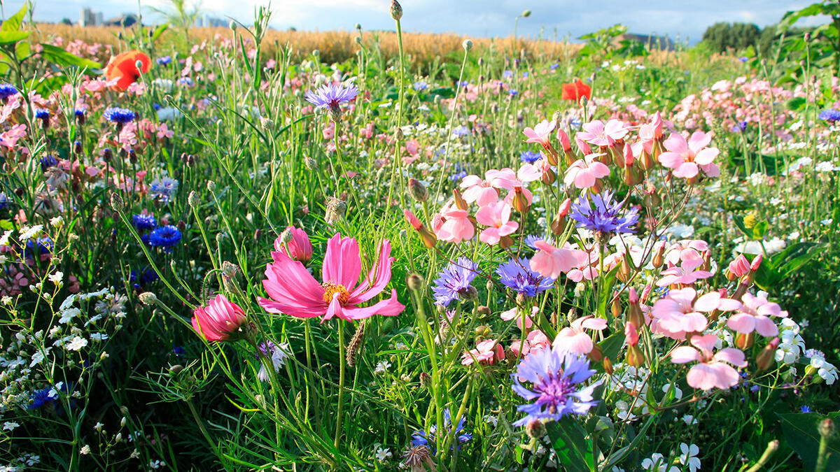 Hjælp Samvirke: Hvad gør du for biodiversiteten? | Samvirke