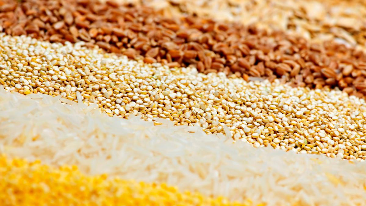 Er ris sundere end pasta og kartofler? | Samvirke