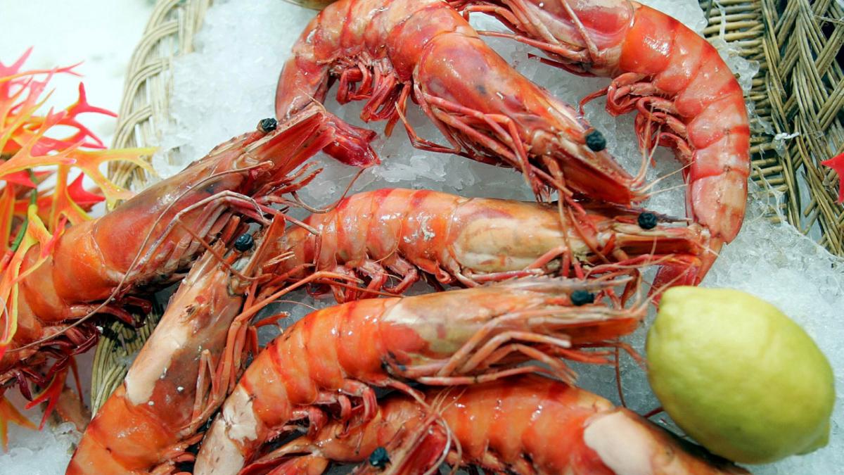 Hvordan forholder det sig med kolesterol i skaldyr og rogn? | Samvirke