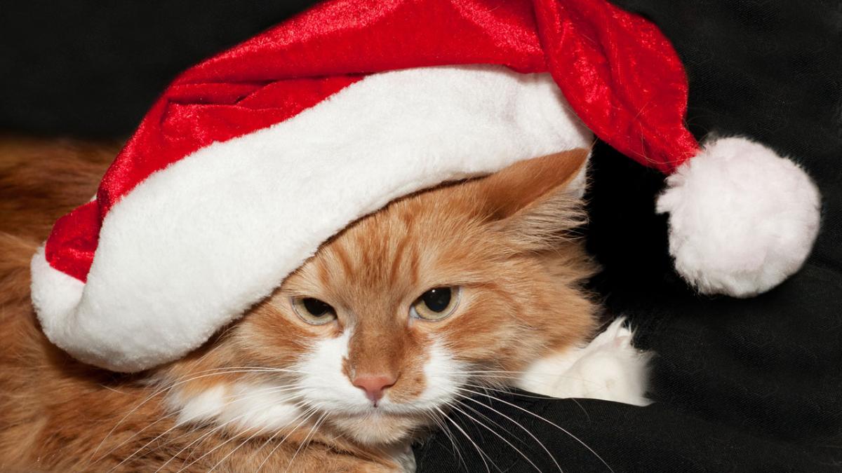 Sådan giver du katten en sikker jul | Samvirke Sådan giver du katten en sikker jul | Samvirke