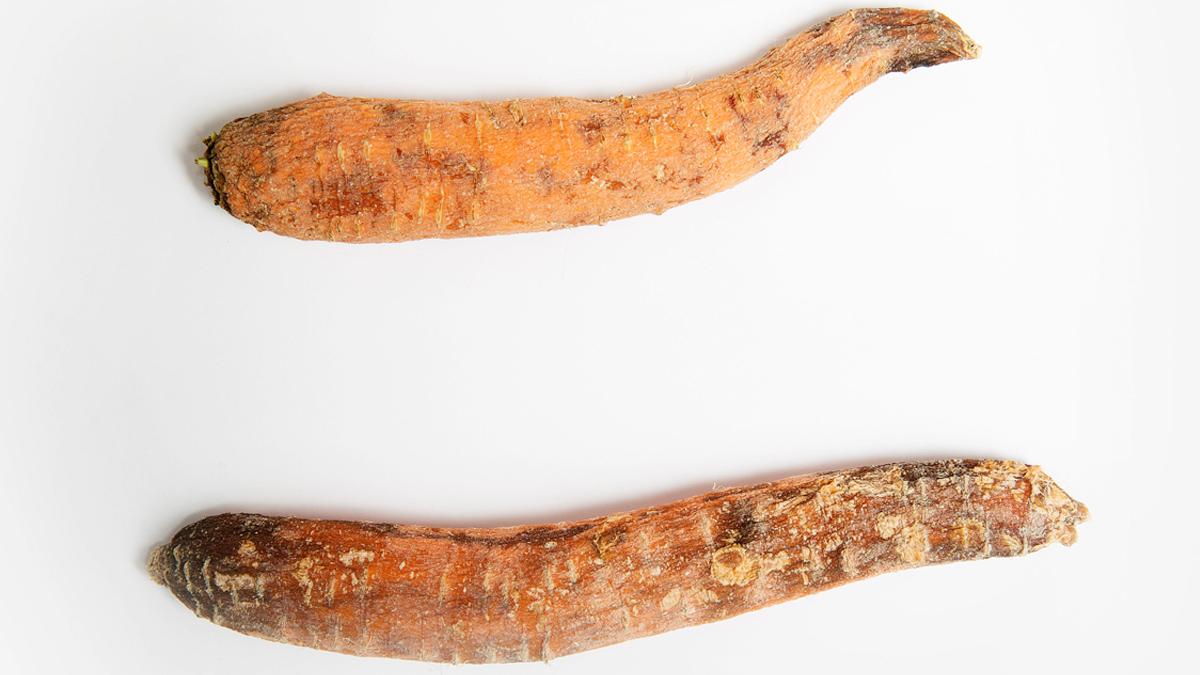 Dagbog for en gulerod: Se en øko og en almindelig gulerod dø | Samvirke