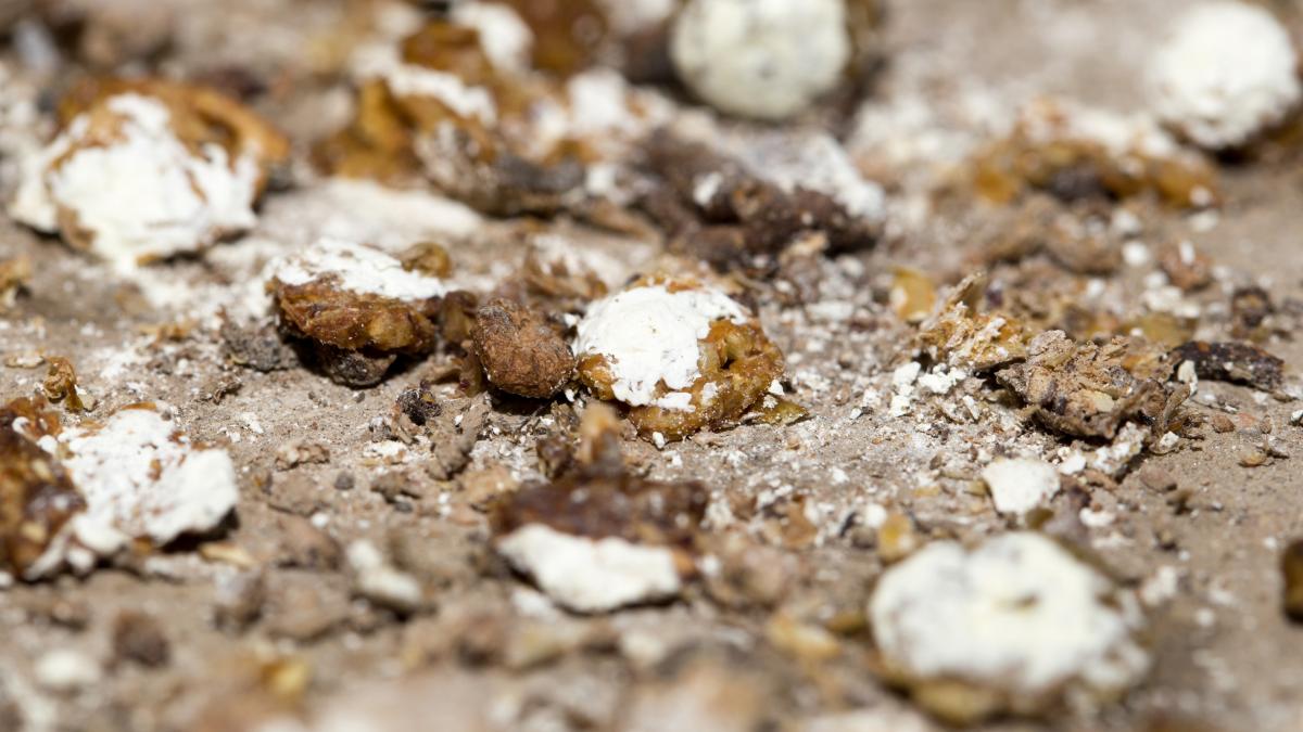 Sådan undgår du fugleklatter på terrassen | Samvirke