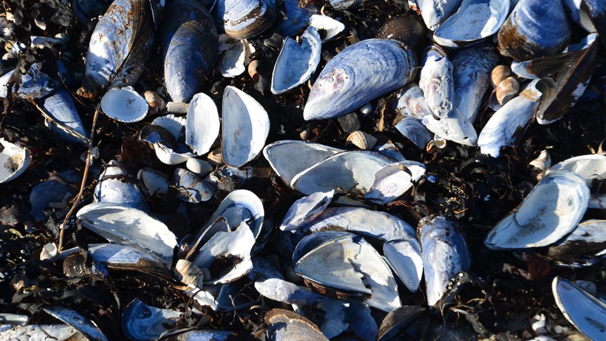 Kan muslinger fryses? | Samvirke