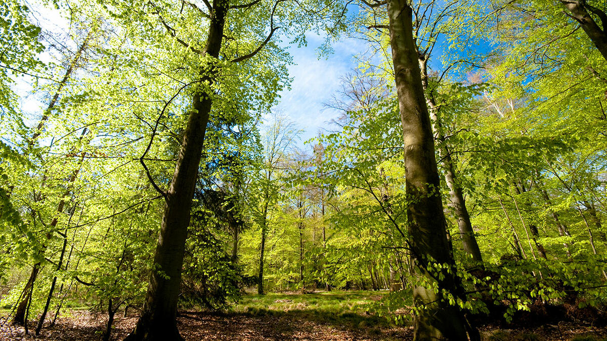 Skovkirkegård: Kan jeg blive begravet i skoven? | Samvirke