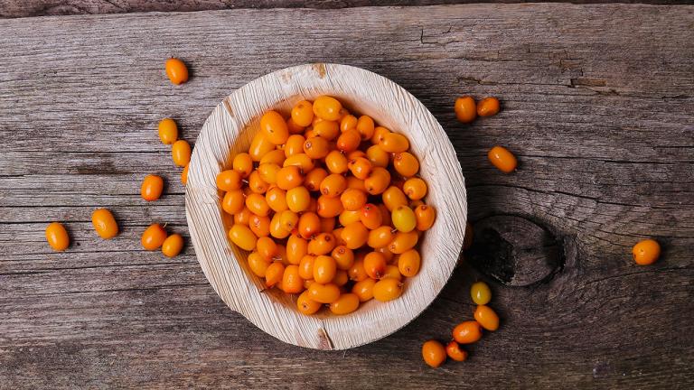 Sådan plukker du havtorn langs den danske kyst | Samvirke