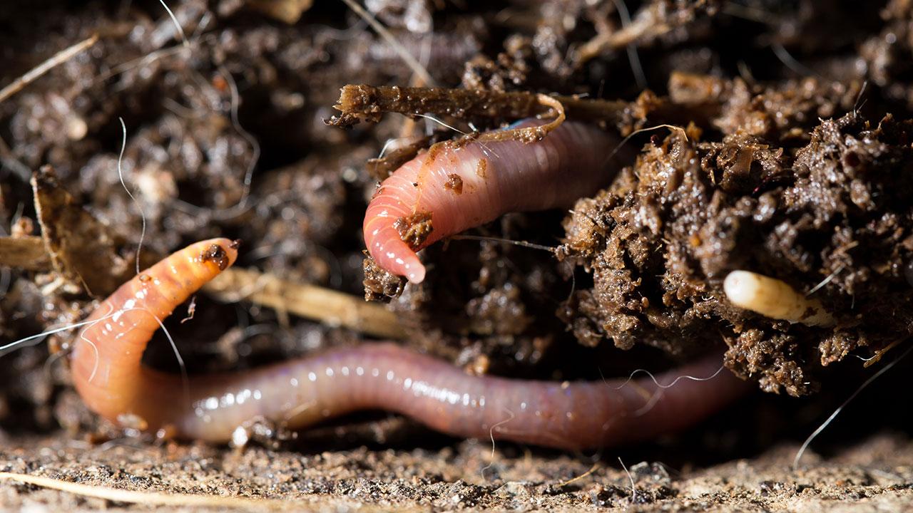 Sådan får du flere regnorme i haven | Samvirke