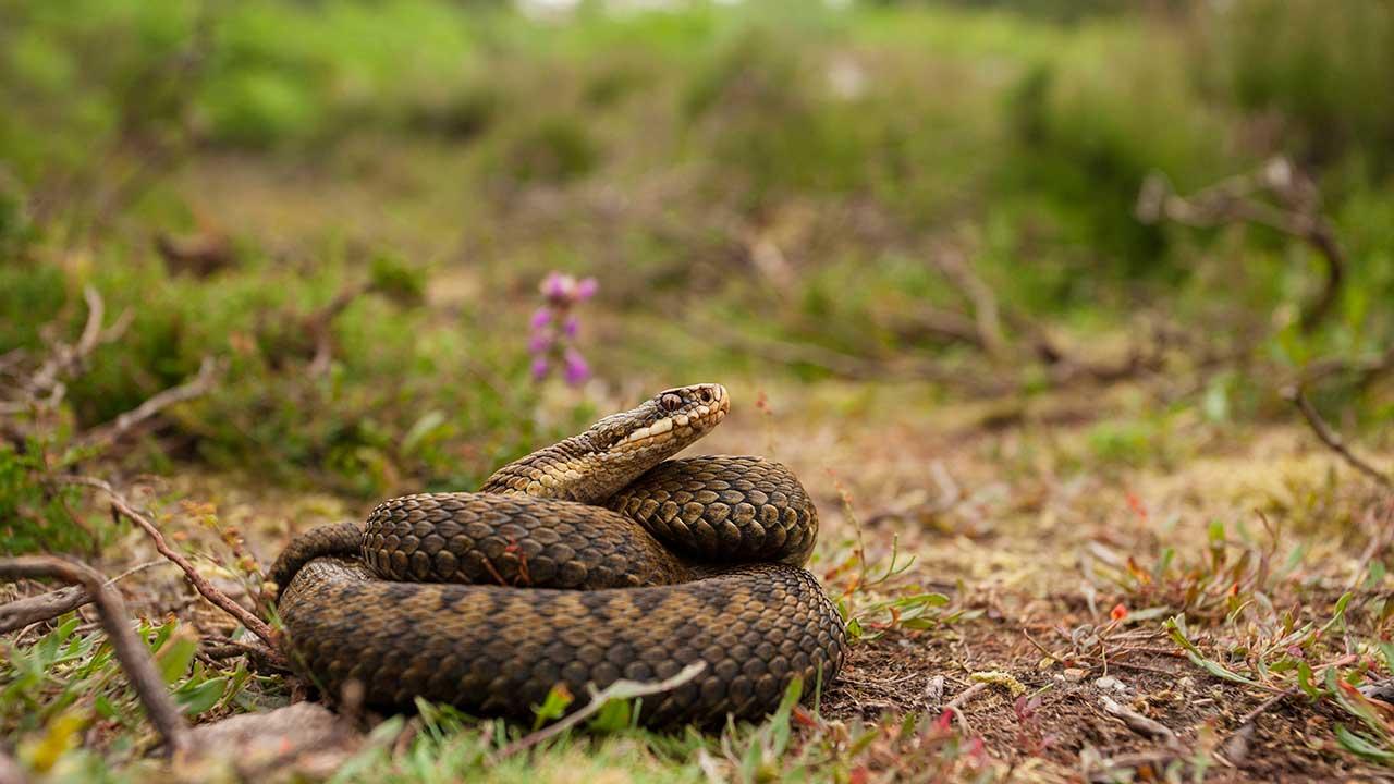 Førstehjælp: Når hunden bliver bidt af en hugorm | Samvirke