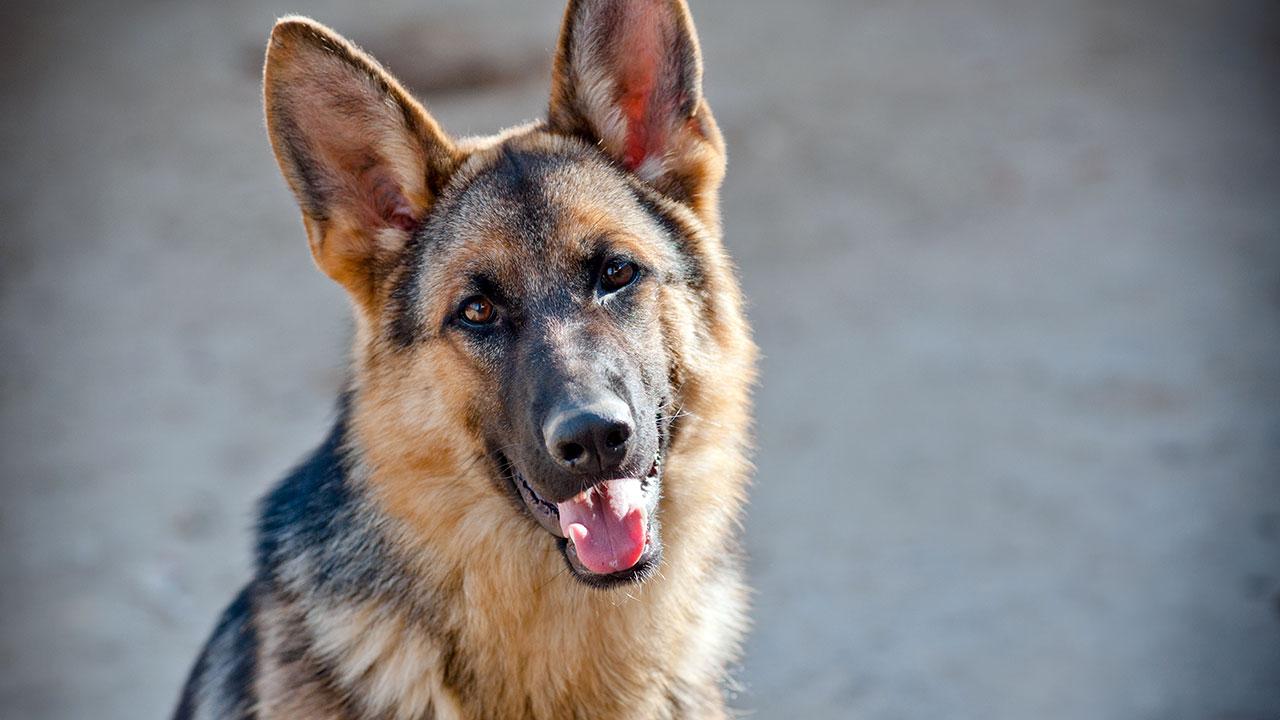 Hunde med helbredsproblemer: Det fejler de mest udbredte hunderacer ...