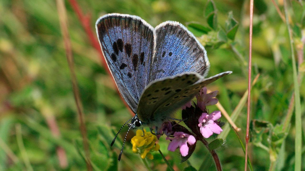 Mød 8 truede og flotte sommerfugle i den danske natur | Samvirke