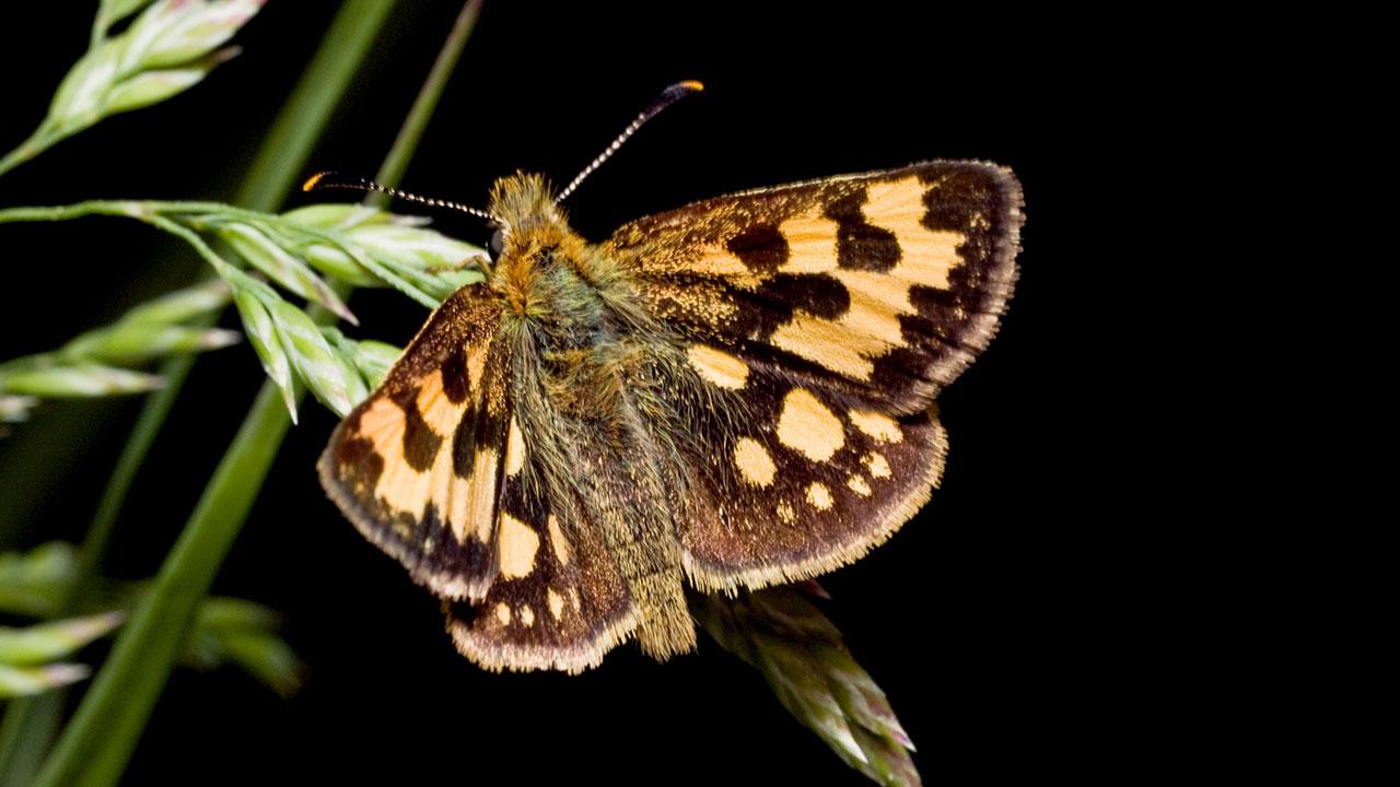 Mød 8 truede og flotte sommerfugle i den danske natur | Samvirke