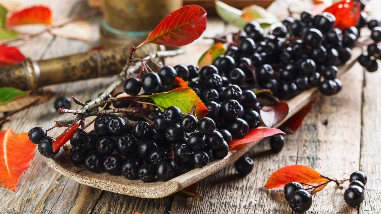 Skal aronia koges eller koldpresses? | Samvirke