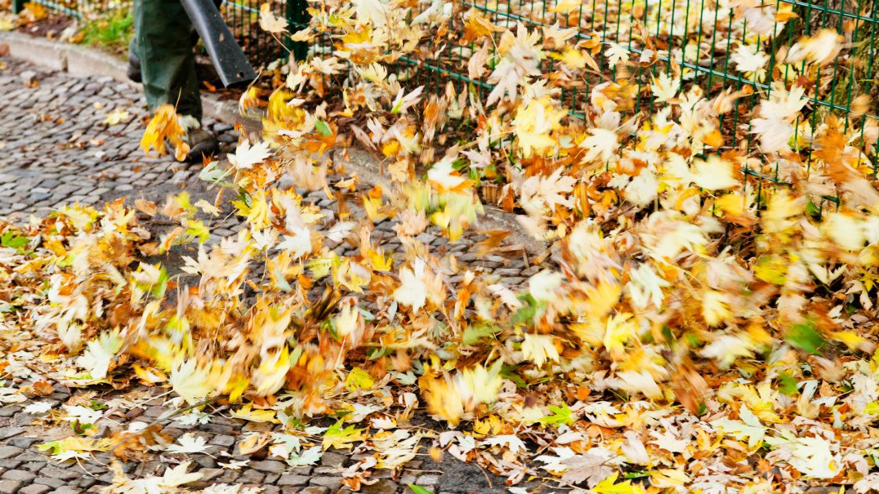 Skal du betale erstatning, hvis nogen glider i dine visne blade? | Samvirke