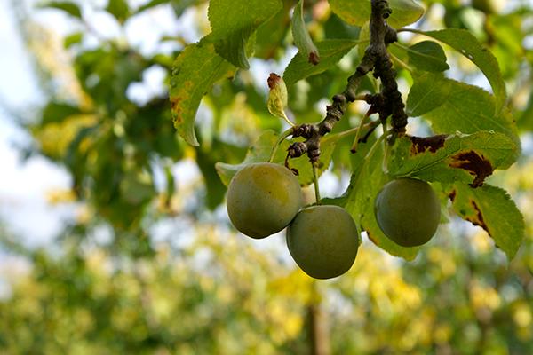 Blommeguide: 8 blommer, du skal kende | Samvirke